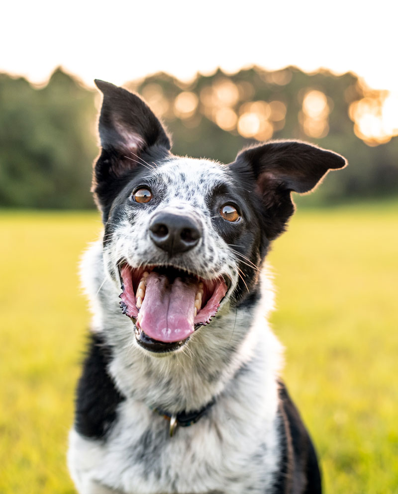 Bed & Biscuit - Vet in Gibsonia | BelaCoop Animal Hospital