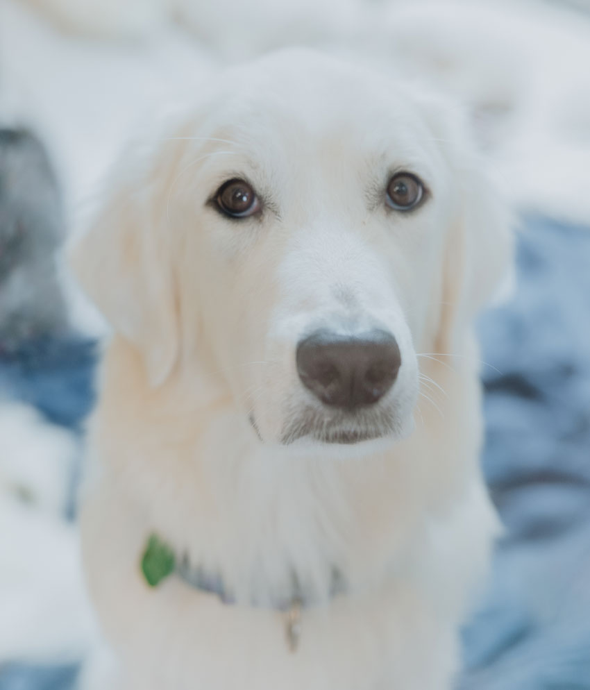 Bed & Biscuit - Vet in Gibsonia | BelaCoop Animal Hospital